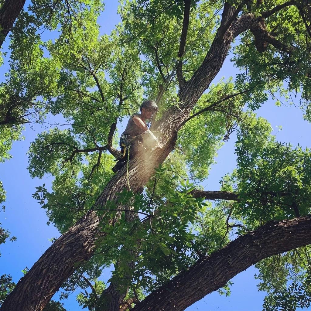 Boise's Tree Experts - Providing Tree Services Since 1998