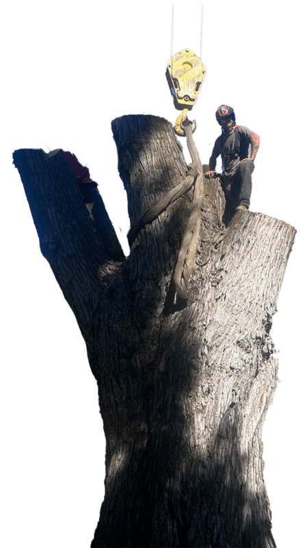 Tree Services, Arborist | Done Rite Tree Co. Serving Boise, Idaho